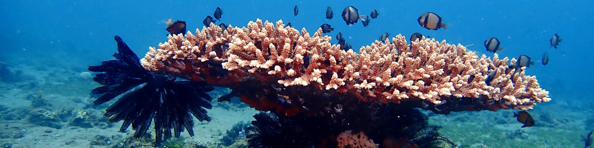 21. Becoming a Dive Pirate – The Scuba Educational Alliance Ocean Podcast